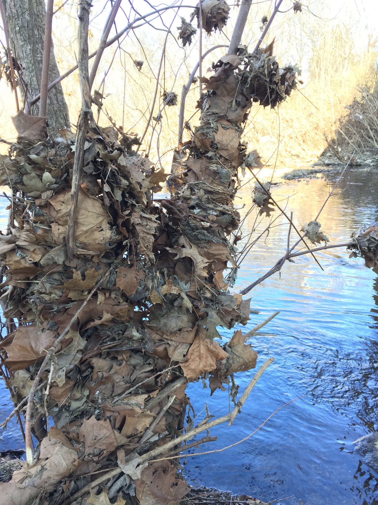 Be a Tree | In the Pursuit of Peace